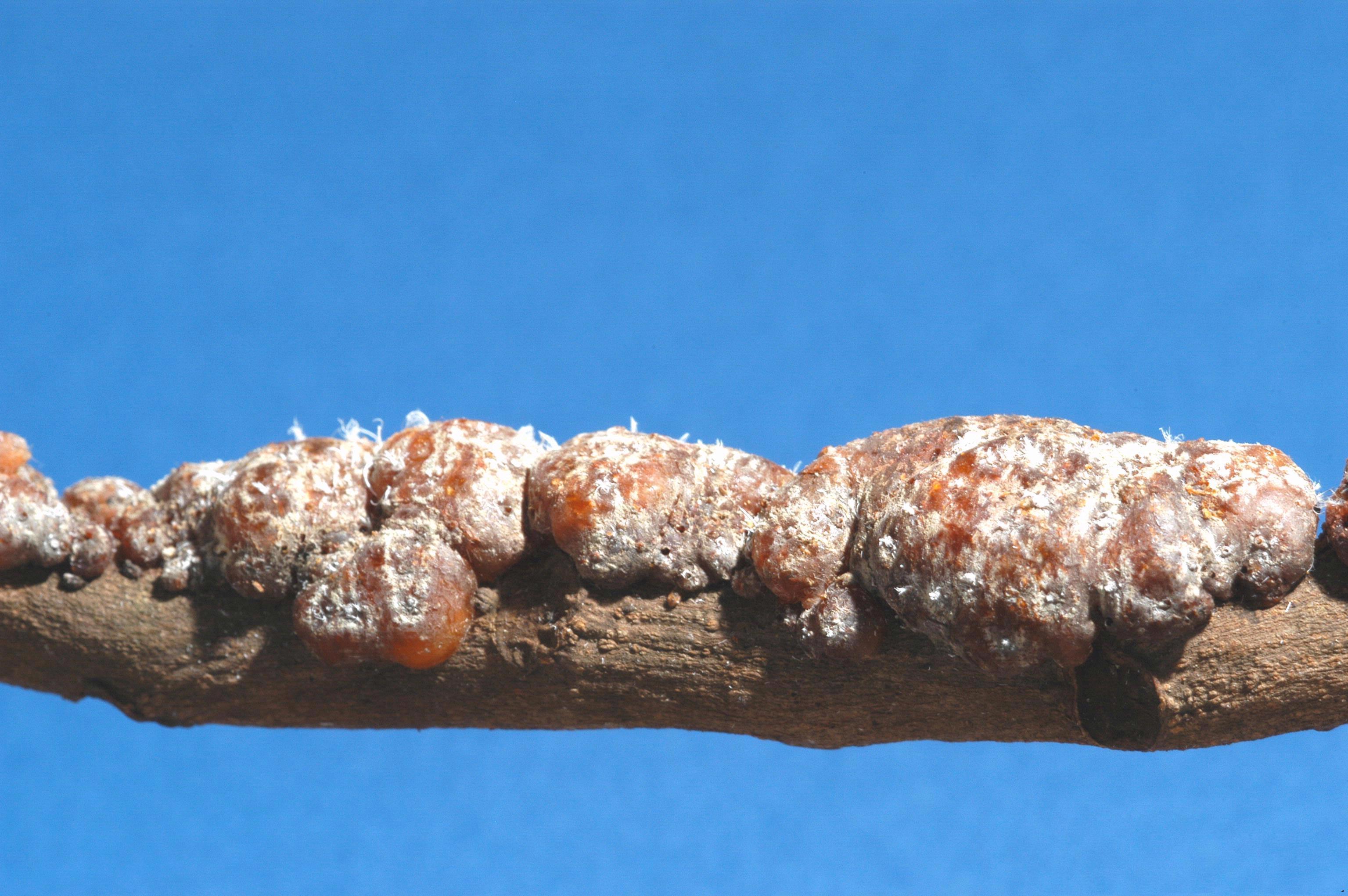 Entomological Science Academy – Conserve Insects to Protect Earth