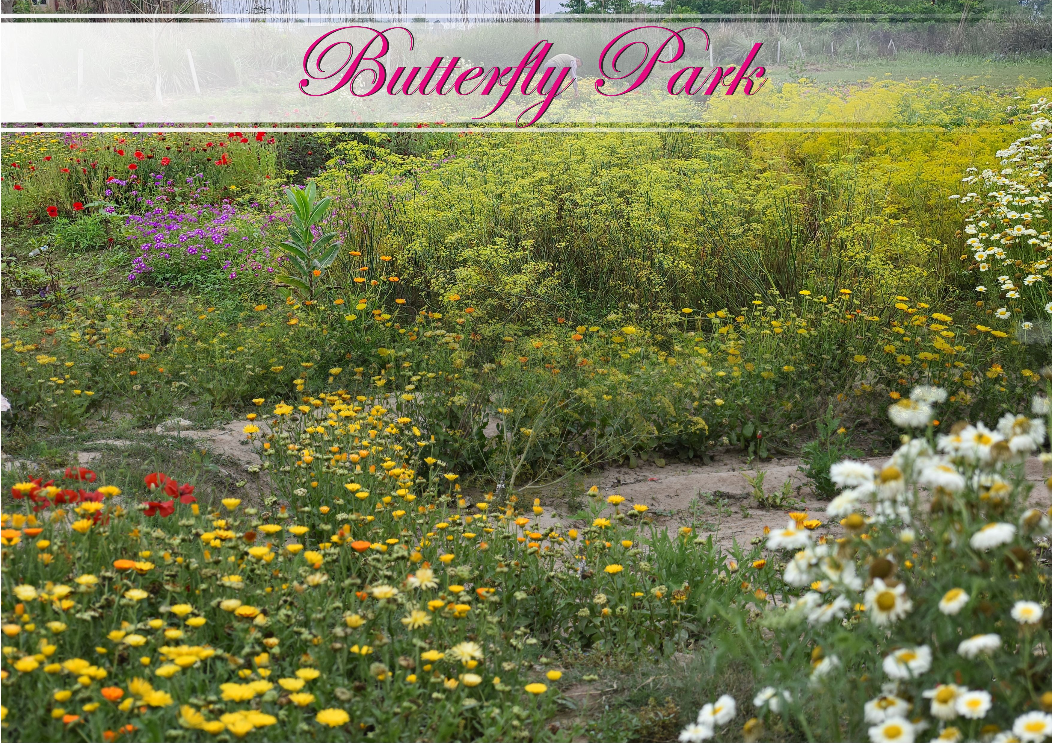 Gallery – Entomological Science Academy